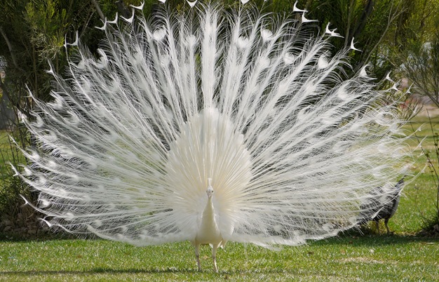 Pets Animals and Pet Birds: WHITE PEAFOWL (PAVO CRISTATUS)